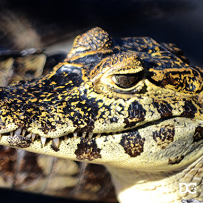 Corumbá quer ampliar divulgação da carne do jacaré como opção para a ...