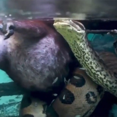 Sucuri de 6 metros é flagrada comendo uma capivara em rio de água ...
