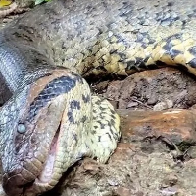 Documentarista denuncia morte a tiros de sucuri famosa em Bonito - Diário Corumbaense